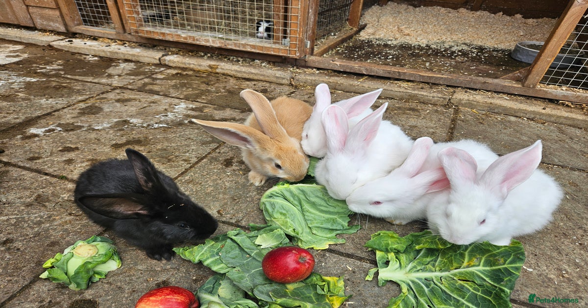 Giant continental rabbits for sale in | Pets4Homes