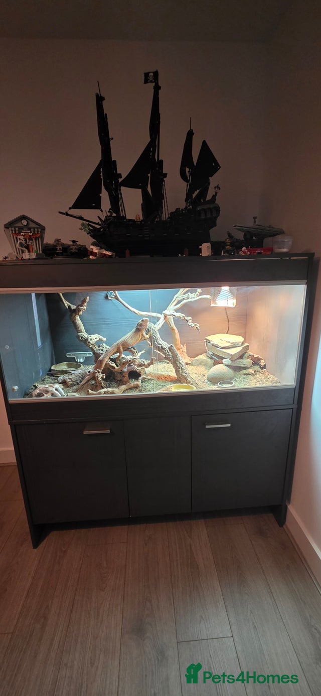 Bearded dragon for sale for sale in Rugby | Pets4Homes