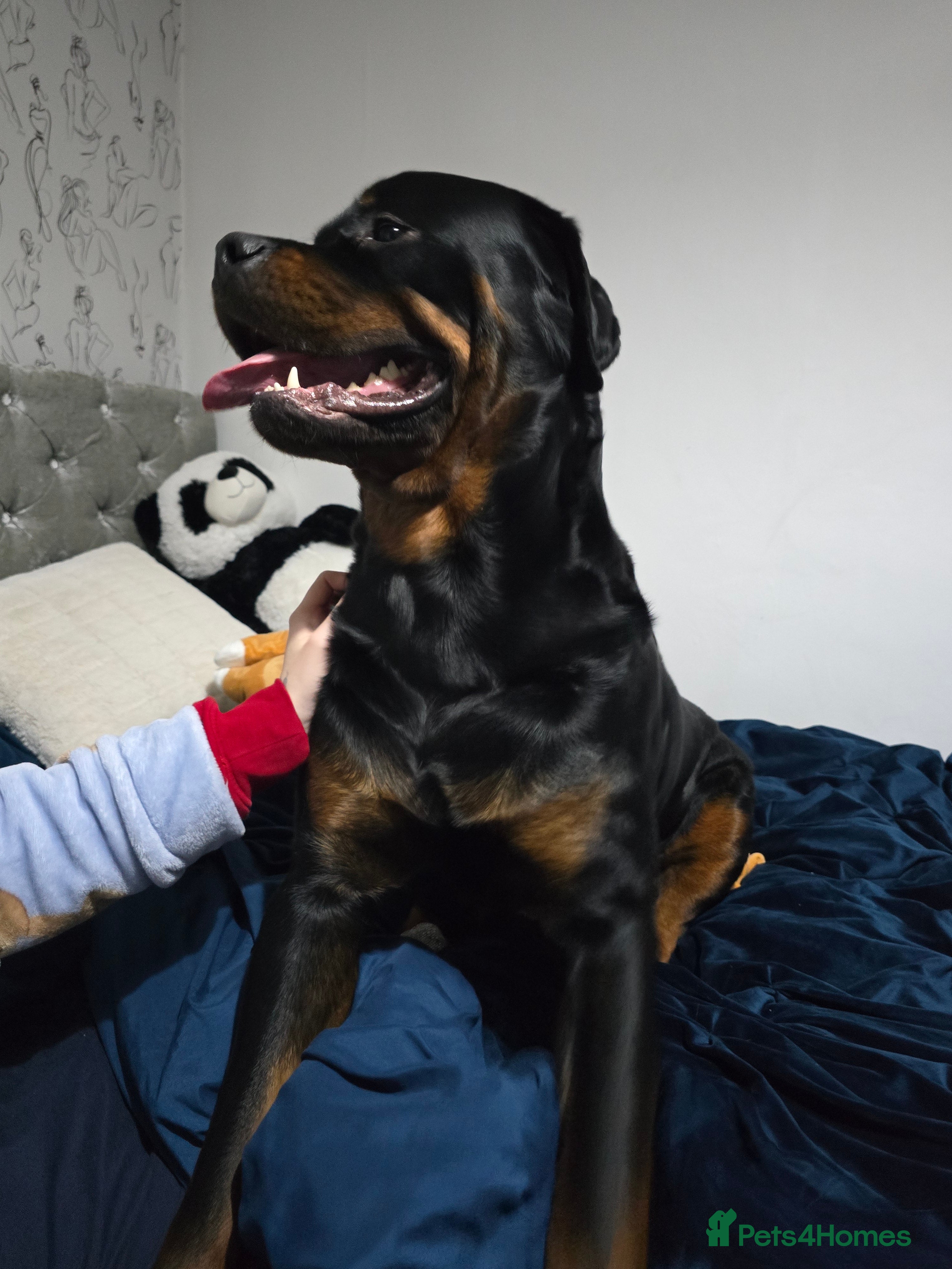 Kc registered chunky rottweiler puppies 🐶 for sale in Bury Saint ...