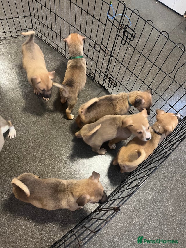 5 beautiful pups remaining 🩷💙 for sale in Bradford | Pets4Homes