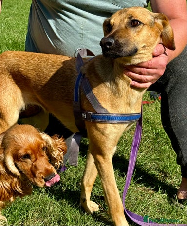 Small Dogs for adoption | Pets4Homes