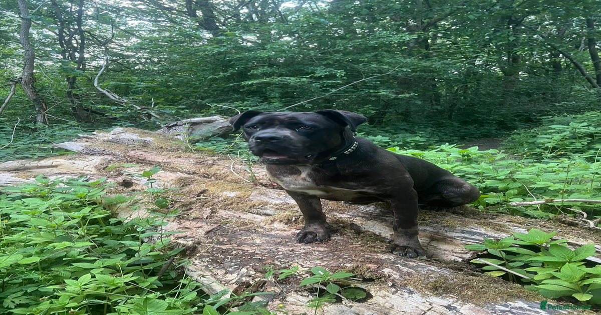 Black Merle cane corso -Nina🐶 for sale in Oldham | Pets4Homes