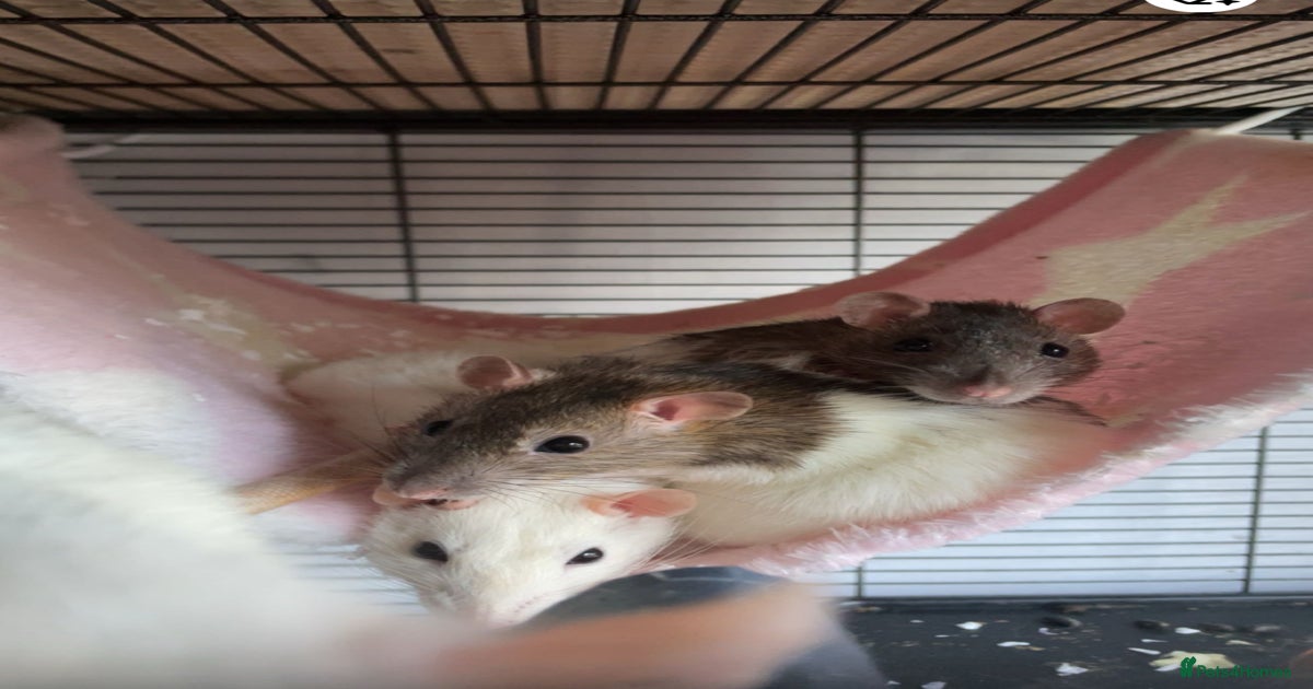 4 female amazing rats for sale for sale in Liverpool | Pets4Homes
