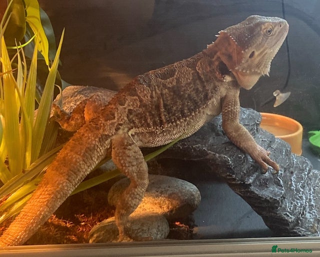 5 year old female bearded dragon (Hades) for sale in Haslemere | Pets4Homes