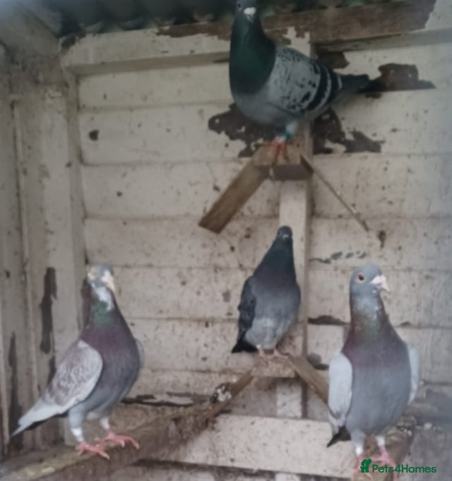 Racing Pigeons for sale for sale in Stanley | Pets4Homes