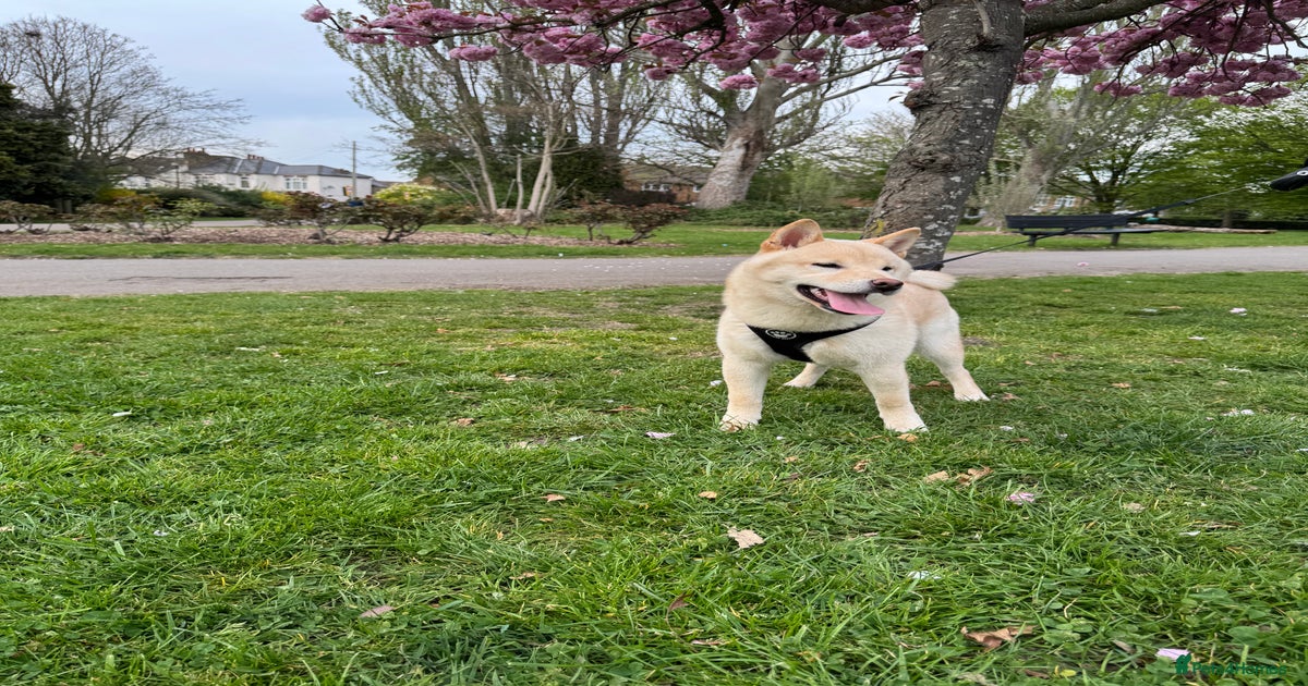 Japanese Shiba Inu puppy for sale in London | Pets4Homes