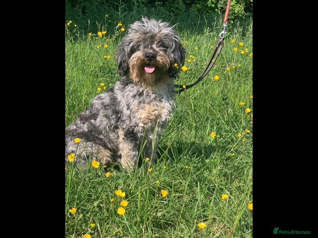 F1b Cavapoo Blue Merle copperpoint for sale in Swadlincote | Pets4Homes