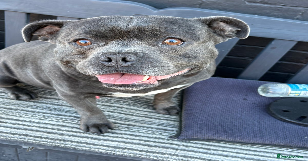 Butch King of Kirkdale Pedigree Stud for stud in Liverpool | Pets4Homes