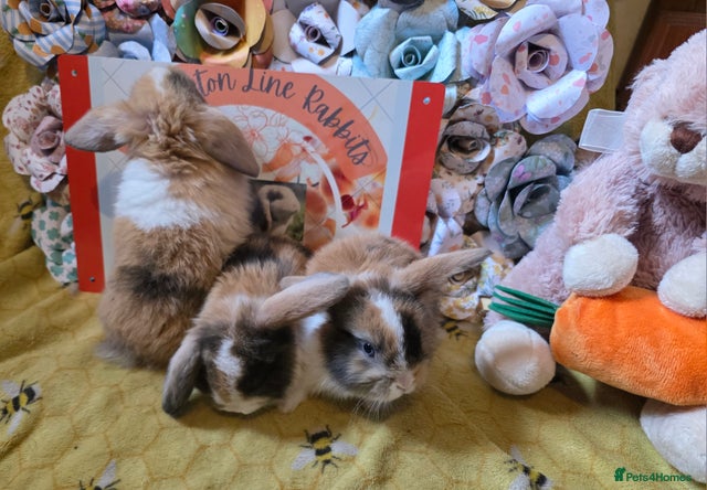 Harlequin Mini Lop SOLD for sale in Gosport | Pets4Homes