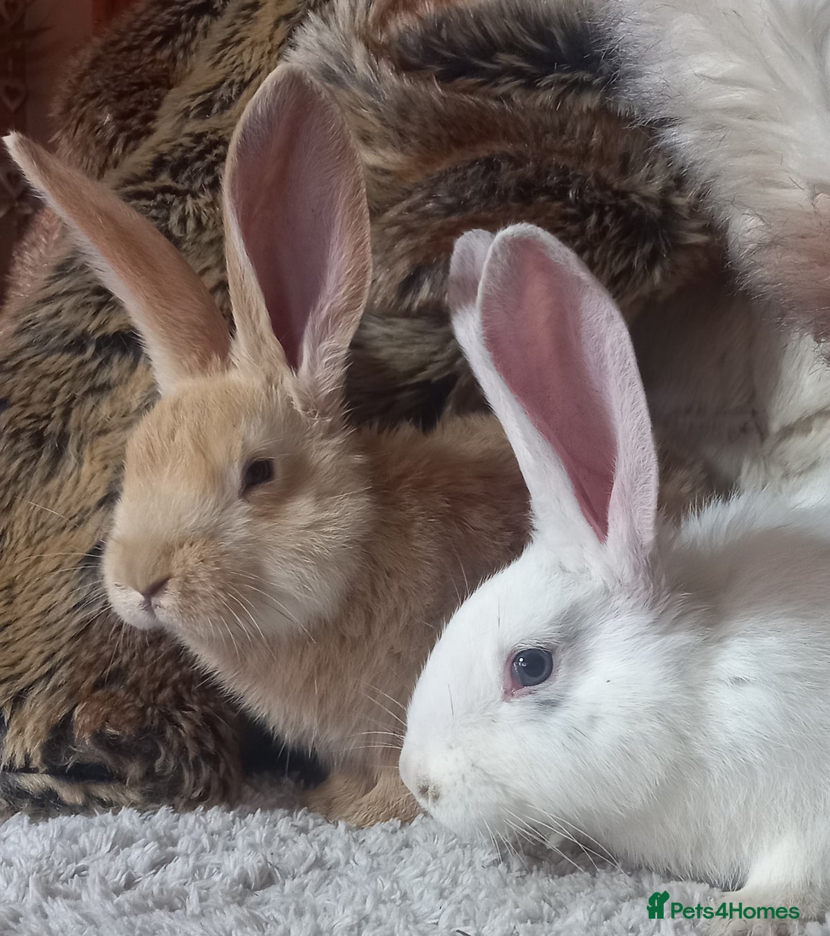 Giant continental Rabbits for sale | Pets4Homes