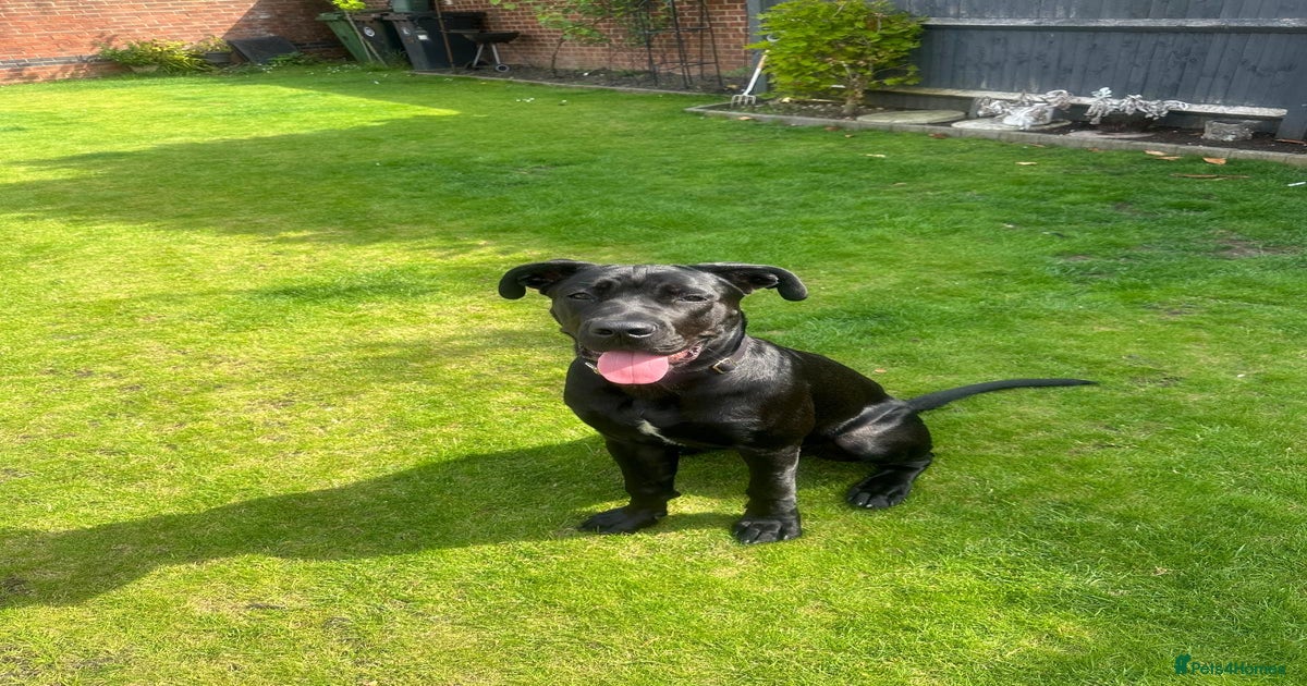 Female Cane Corso Looking for loving forever home for sale in Bagshot ...