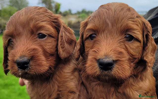 Miniature dark fox red labradoodles for sale in Alnwick | Pets4Homes