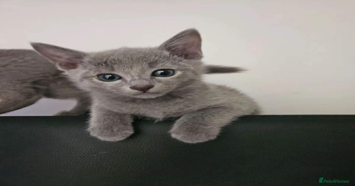 Russian Blue Kittens for sale | Pets4Homes