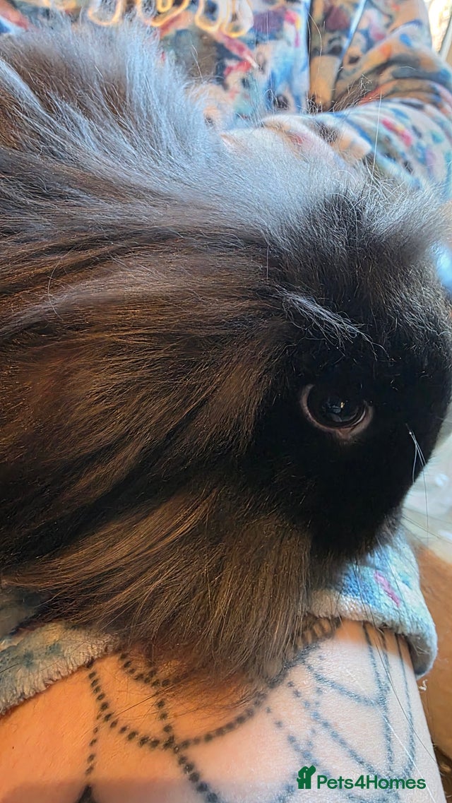 3 mini lion lops girls for sale for sale in Hull | Pets4Homes