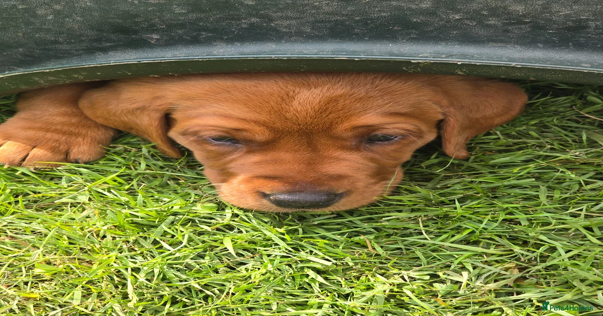 Fox red labrador Puppies for sale | Pets4Homes