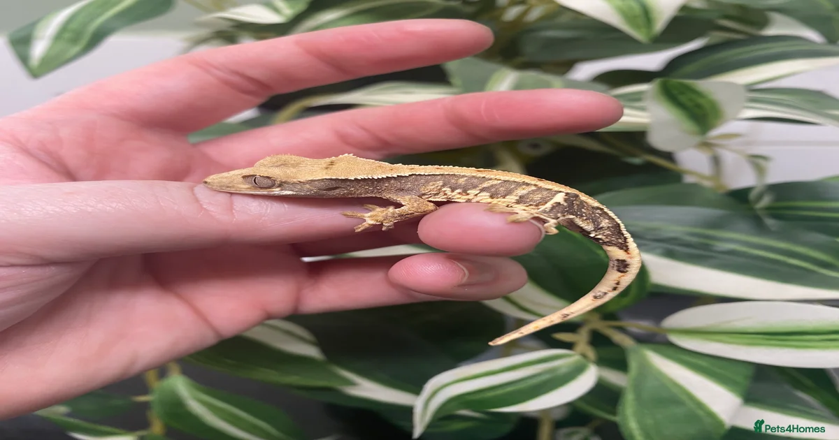 Crested Gecko Babies for sale in Wolverhampton | Pets4Homes
