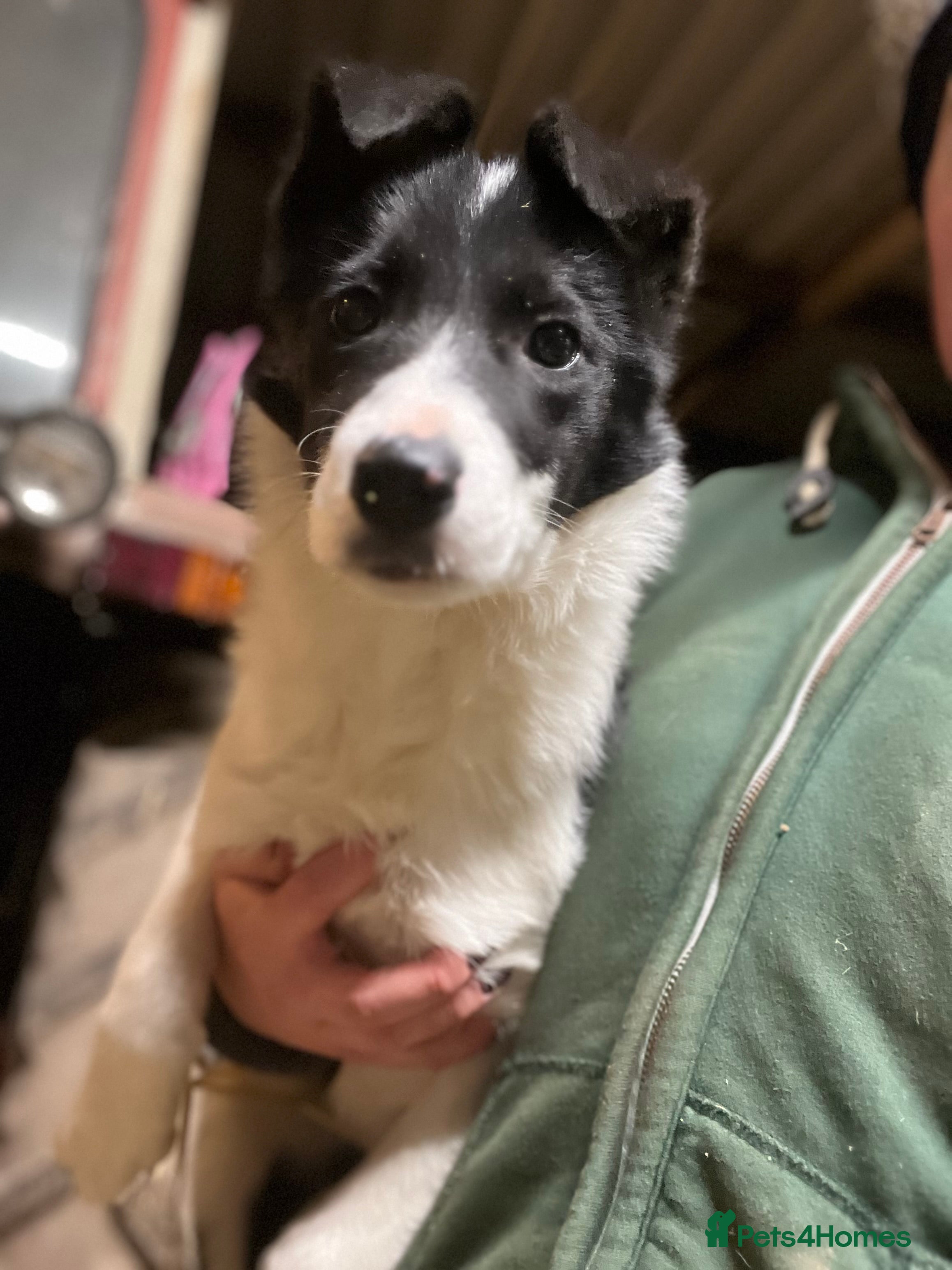 ISDS Registered Border Collie Pups for sale in Penrith | Pets4Homes