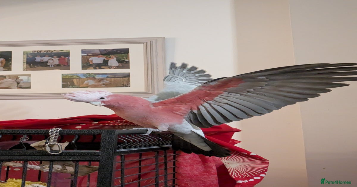 Galah parrot for sale in Peterborough | Pets4Homes