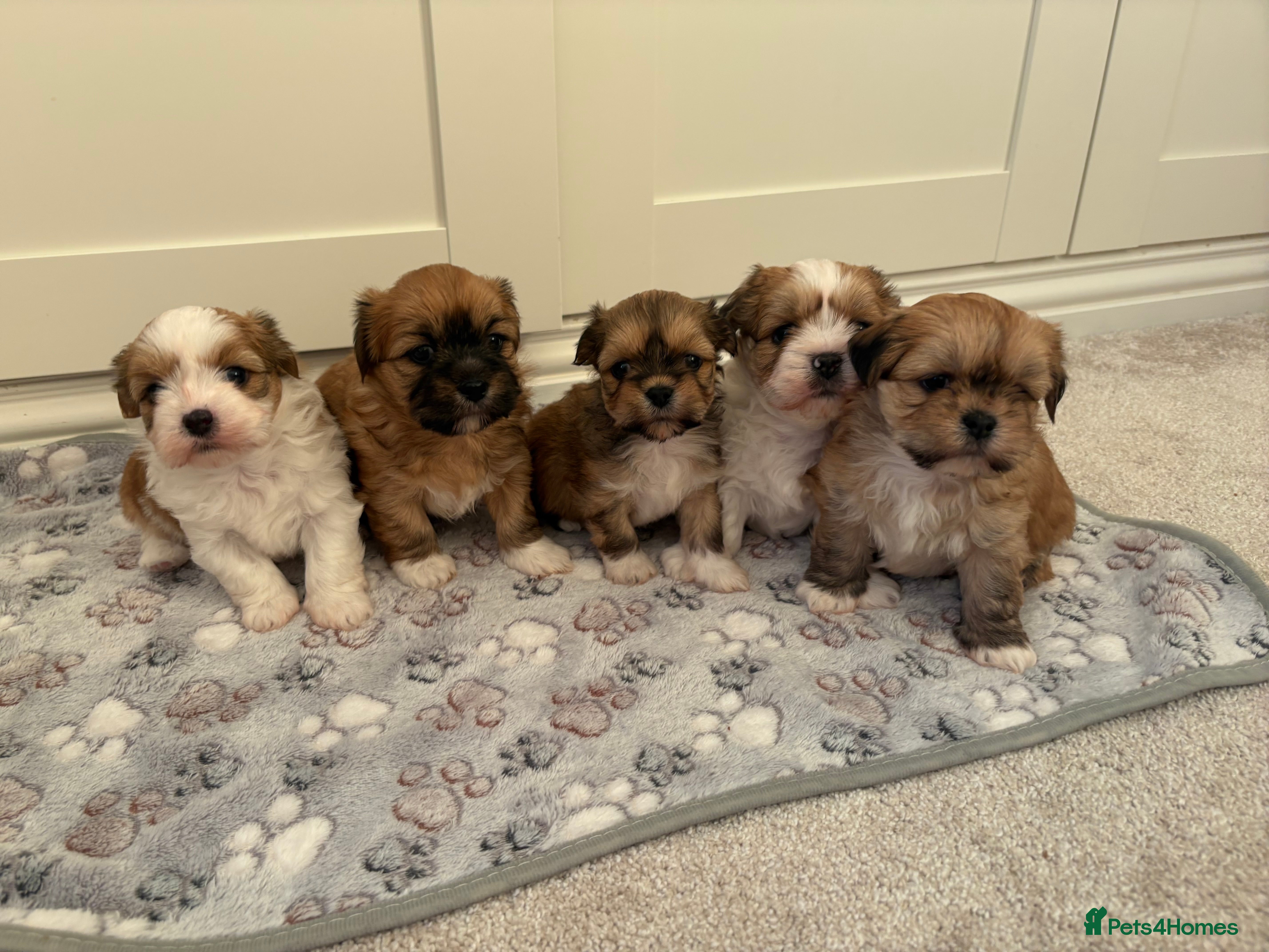 KC Reg beautiful Lhasa Apso pups for sale for sale in Cardiff | Pets4Homes