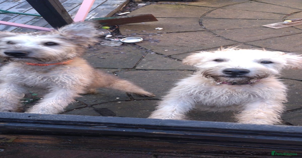Two beautiful female soft coated Wheaton terriers for sale in Rhyl ...