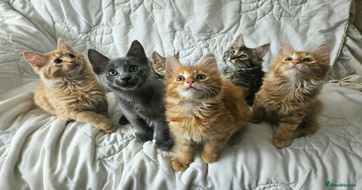 Kittens for sale in Winchester, Hampshire | Pets4Homes