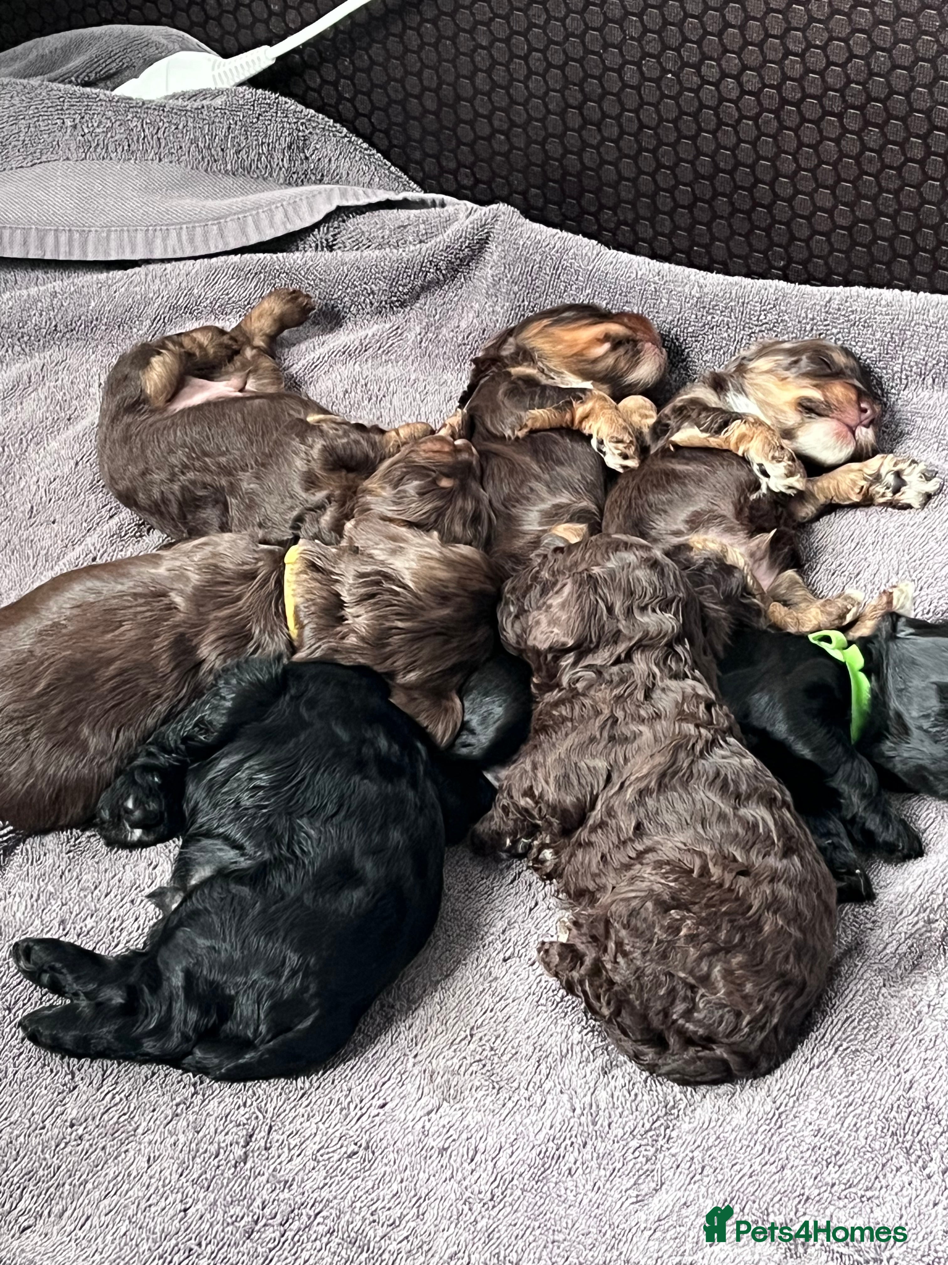 5 beautiful F2 Cockapoo puppies for sale in Coventry | Pets4Homes