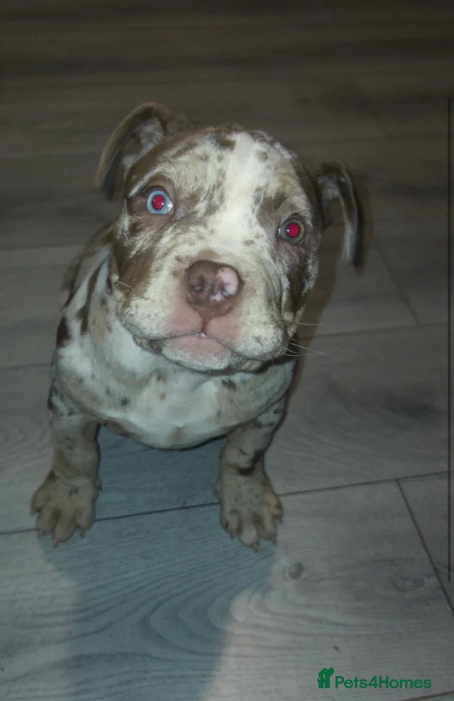 Pocket bully for sale in Stirling | Pets4Homes