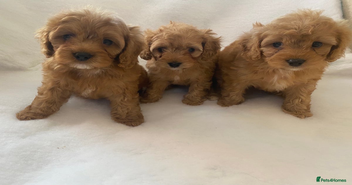 Stunning cavapoo boys for sale in Swanley | Pets4Homes