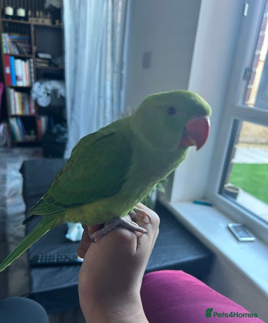 Hand tamed Birds for sale | Pets4Homes