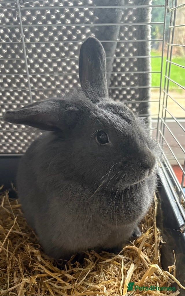 Female Mini Lop Lionhead Rabbit – Indoor Only for sale in Wigan ...