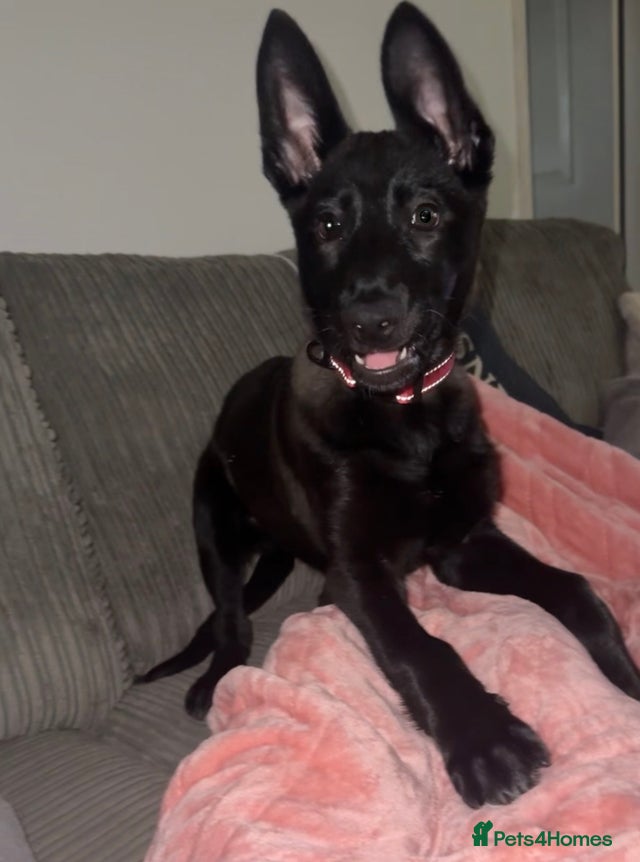 Black and grey female german shepherd for sale in Derby | Pets4Homes