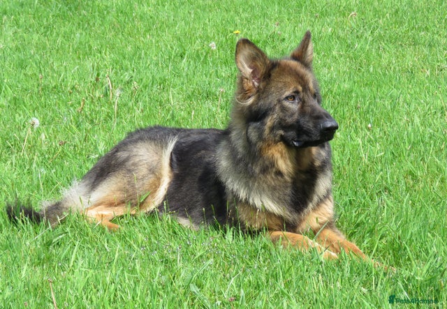 German Shepherd Puppies For Sale for sale in Bridgend | Pets4Homes