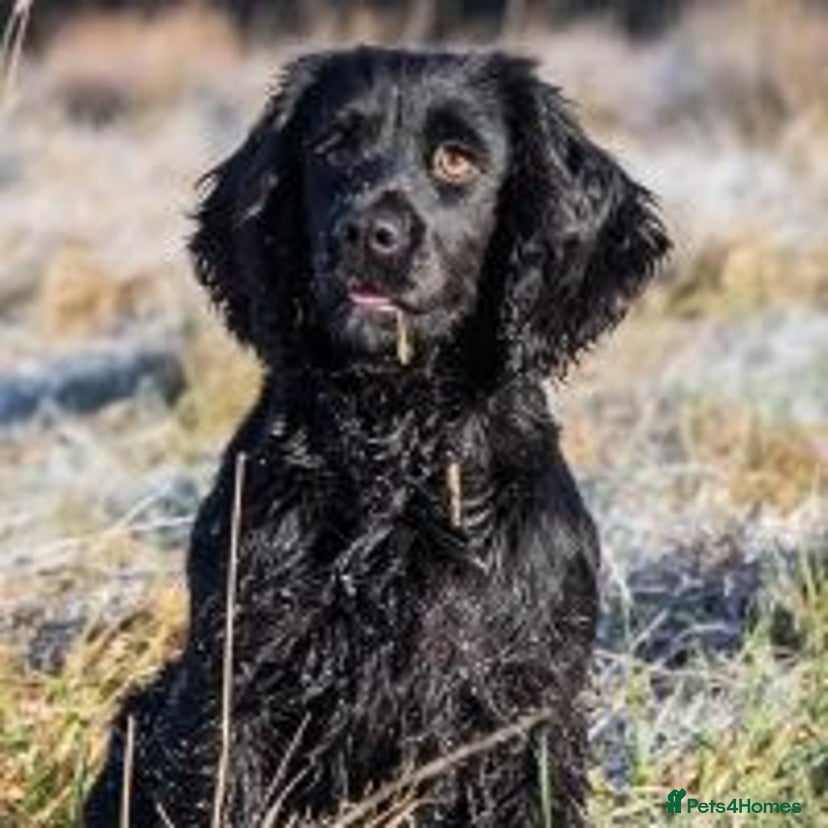 English Springer Spaniel breeders | Pets4Homes