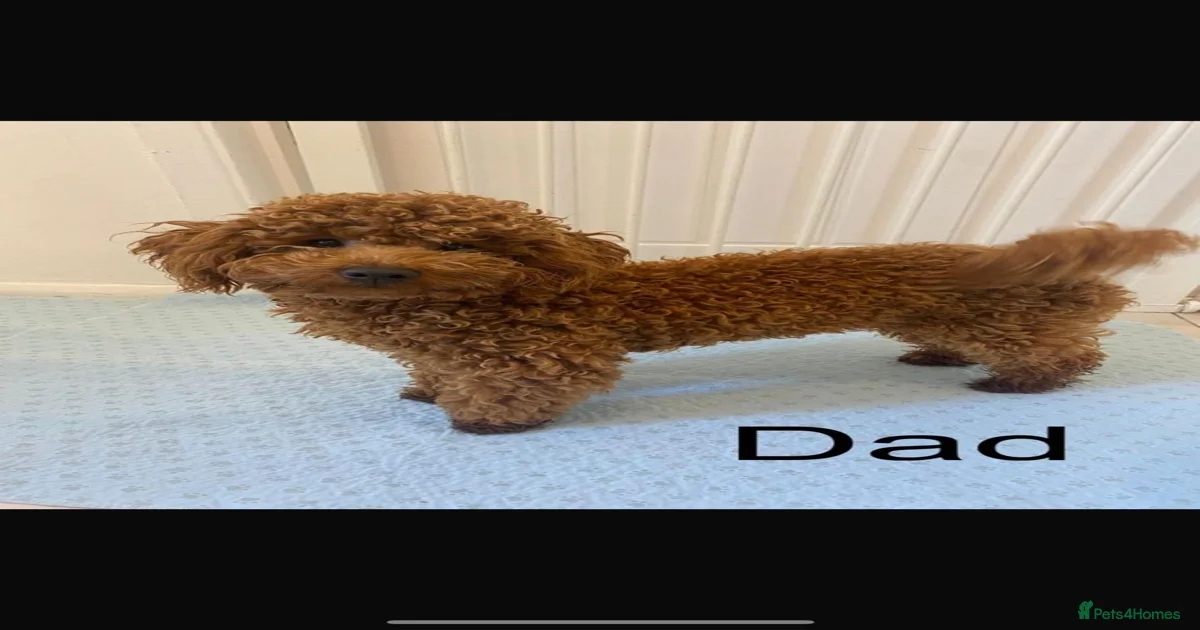 Fully health tested red toy poodle for STUD for stud in Gravesend ...