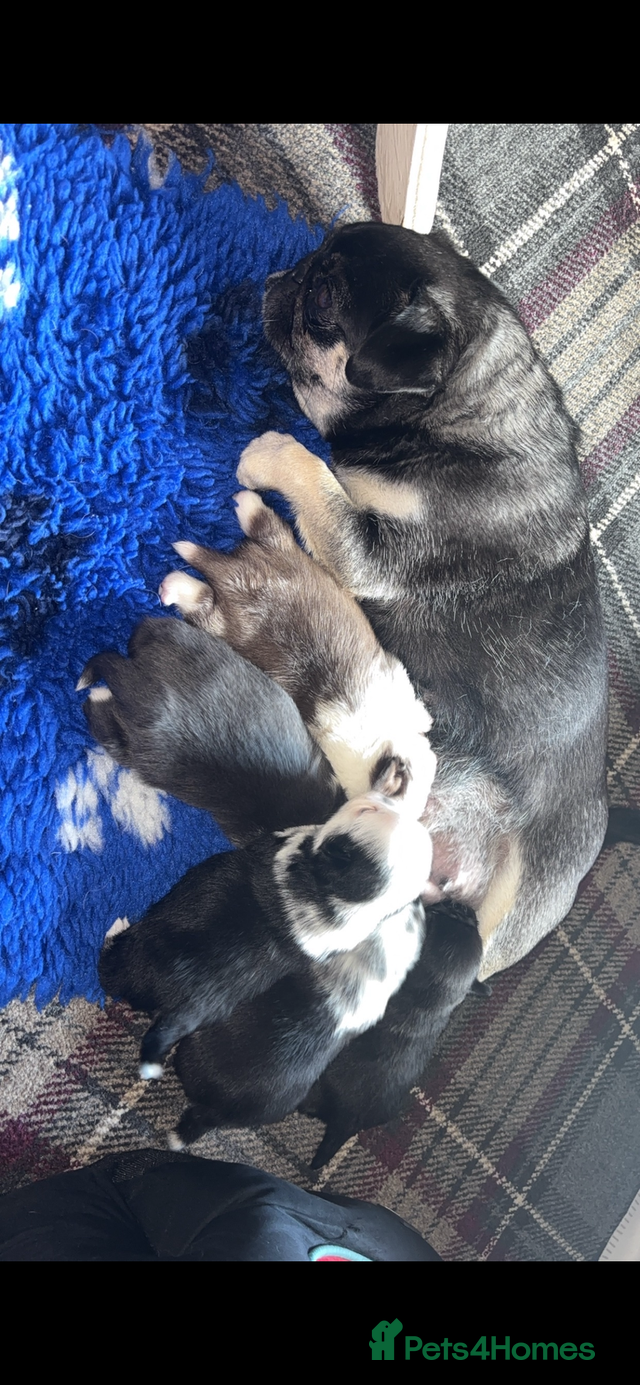 Two Beautiful pug girls vet checked 1st vac 🐶 for sale in Billingham ...