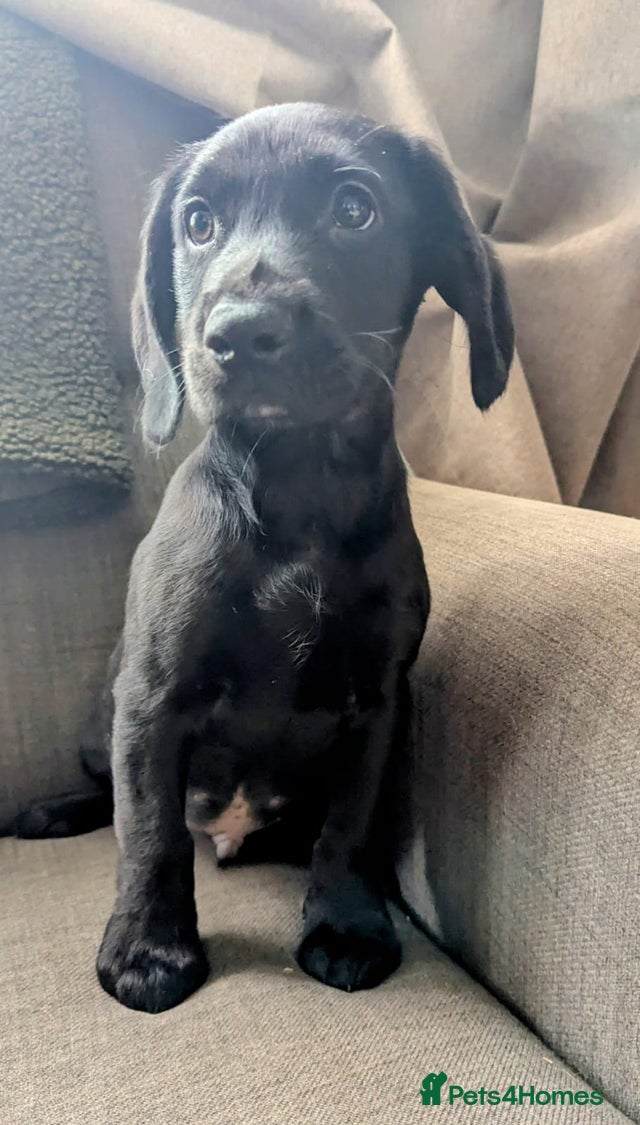 Cockerdor puppies for sale in Blackpool | Pets4Homes