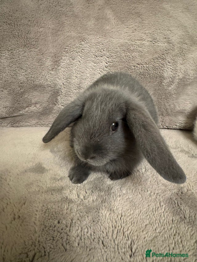 SCALES & TAILS | Pets4Homes