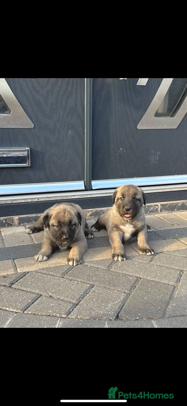 Turkish kangal puppies for sale in Derby | Pets4Homes