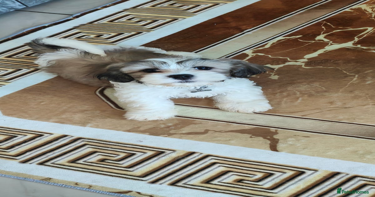 10 weeks old puppy Cavapoo X Shih Tzu for sale in Bolton | Pets4Homes