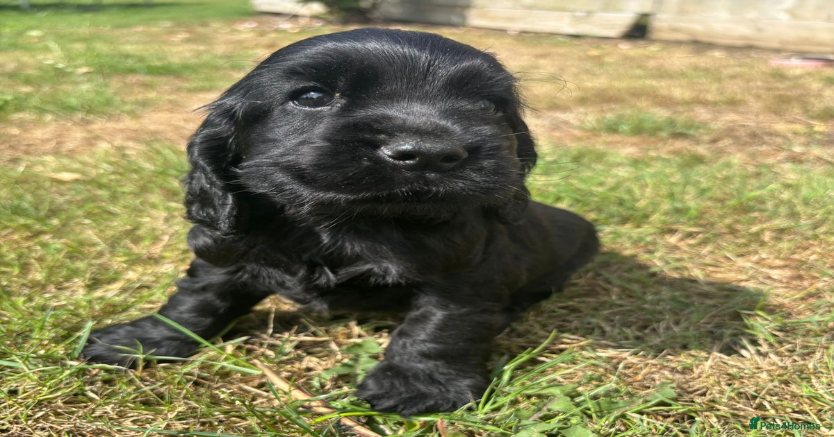 Outstanding quality show cockers for sale in Wisbech | Pets4Homes