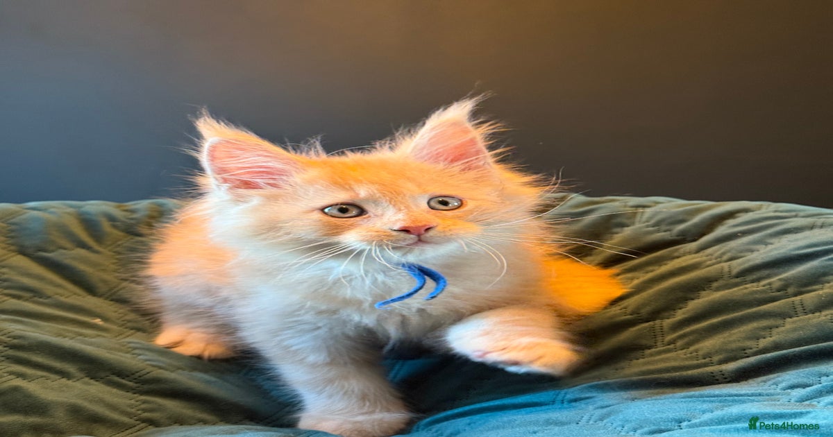 TICA Ginger, Red & Blue Tortie Maine Coon for sale in Halstead | Pets4Homes