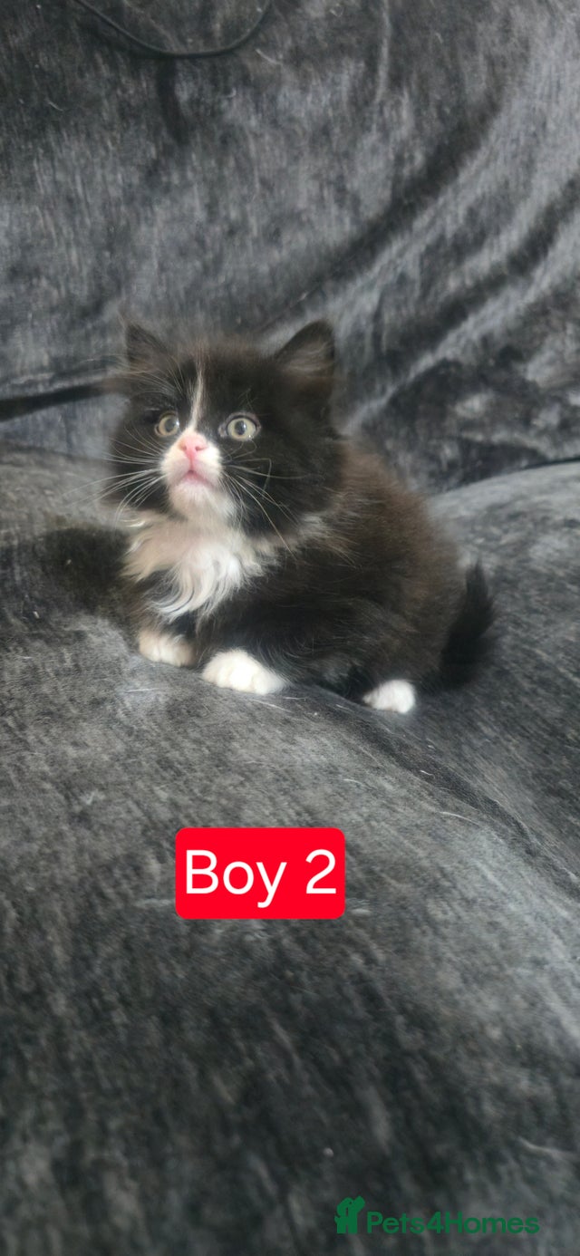 Lovely Persian mixed kittens for sale for sale in Liverpool | Pets4Homes