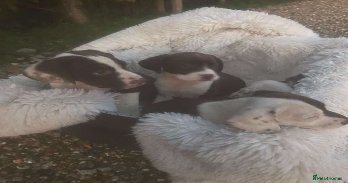 5 beautiful English bull springer puppies for sale in Tonbridge ...