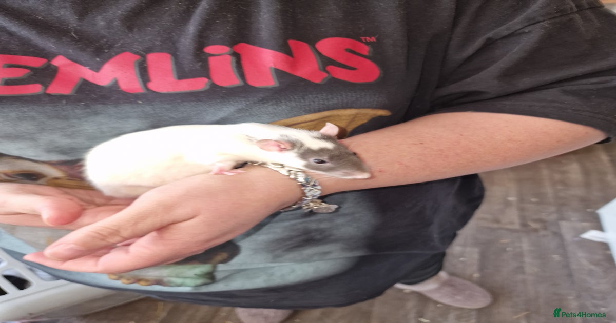 Gorgeous baby rats for sale for sale in Chatham | Pets4Homes