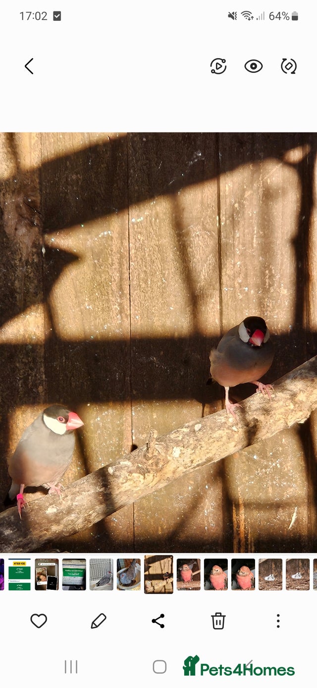 Proven pair of Java Sparrow for sale in Southampton | Pets4Homes