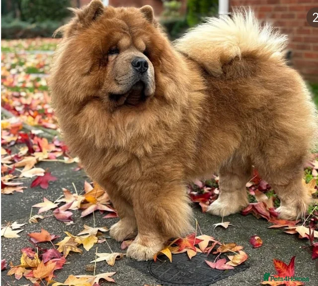 Kennel club registered chow chow for stud in Royston | Pets4Homes