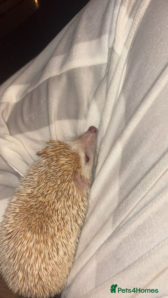 African Pygmy hedgehog for sale in Workington | Pets4Homes