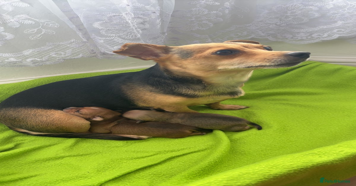 2 female chihuahua/jack Russell mix for sale in Wednesbury | Pets4Homes