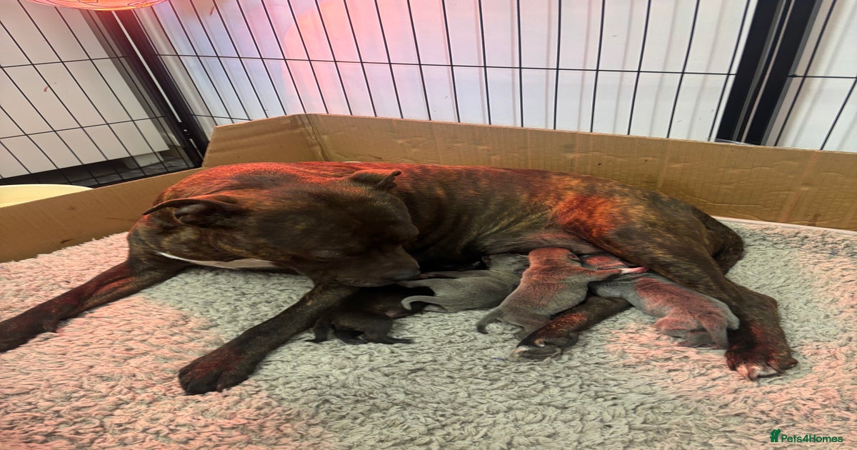 *Four beautiful staffy puppies* for sale in Hungerford | Pets4Homes