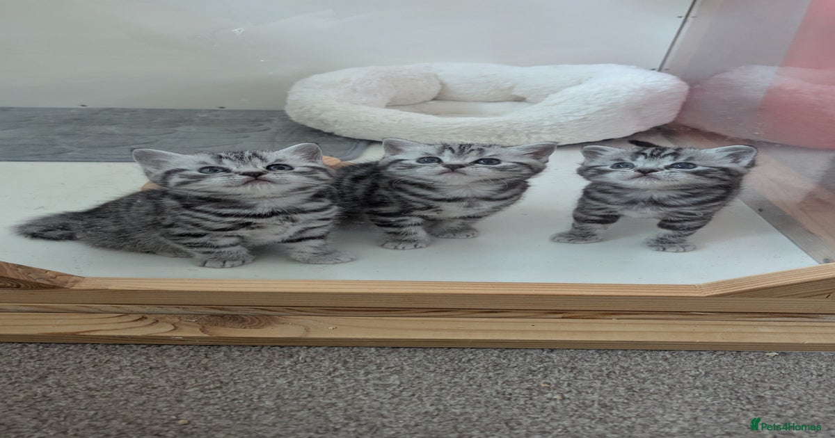 ADORABLE BSH SILVER TABBY KITTENS GCCF REG for sale in Oakham | Pets4Homes